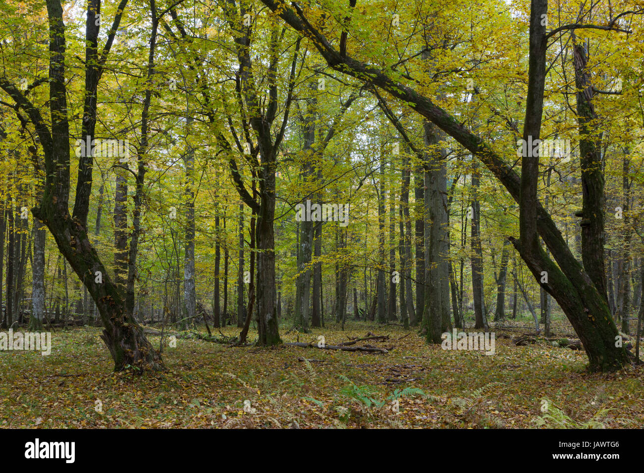 Old bent hornbeam trees in autumnal landscape of primeval deciduous ...