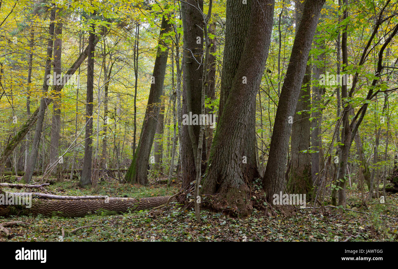 Group of old alder tree trunks in natural fres stand of Bialowieza ...