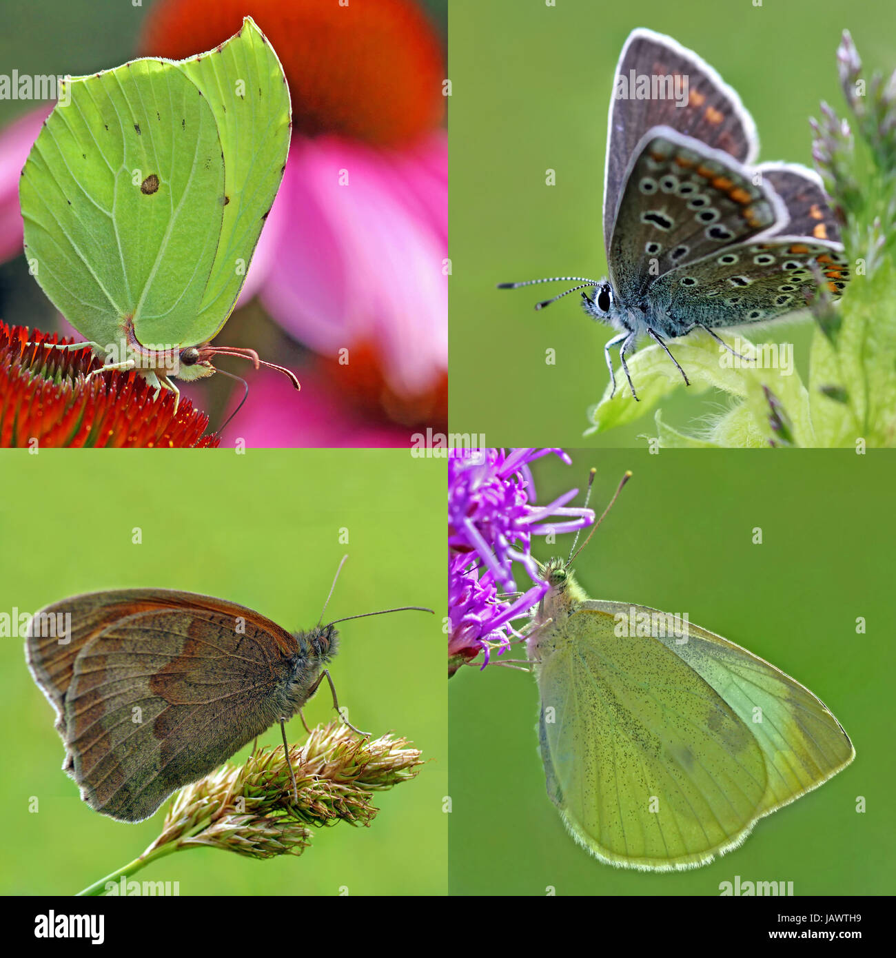 Four butterflies hi-res stock photography and images - Alamy