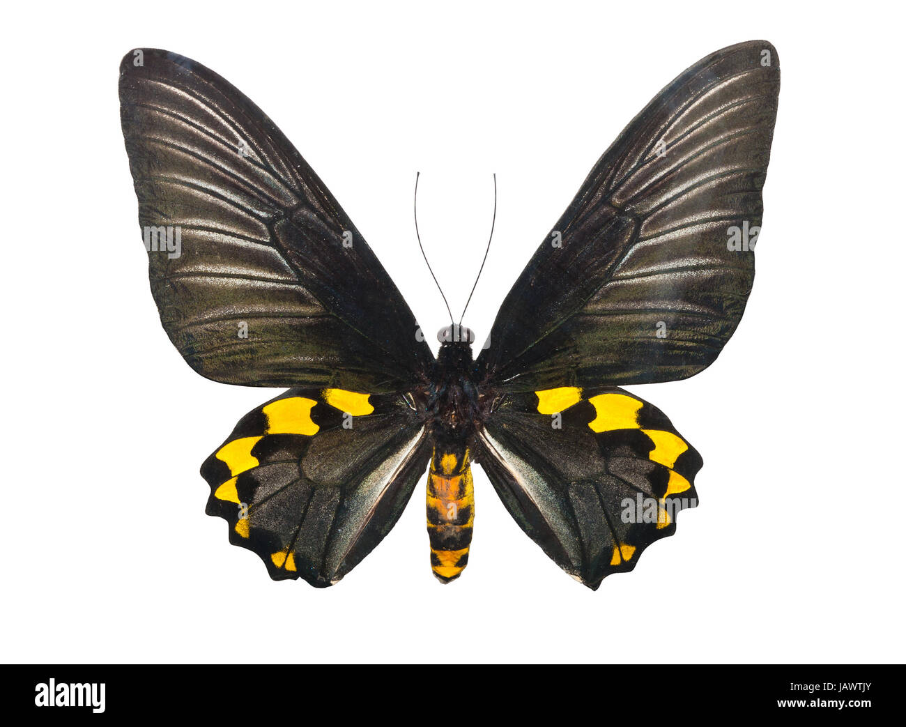 Beautiful tropical butterfly Troides Hypolitus isolated on white ...