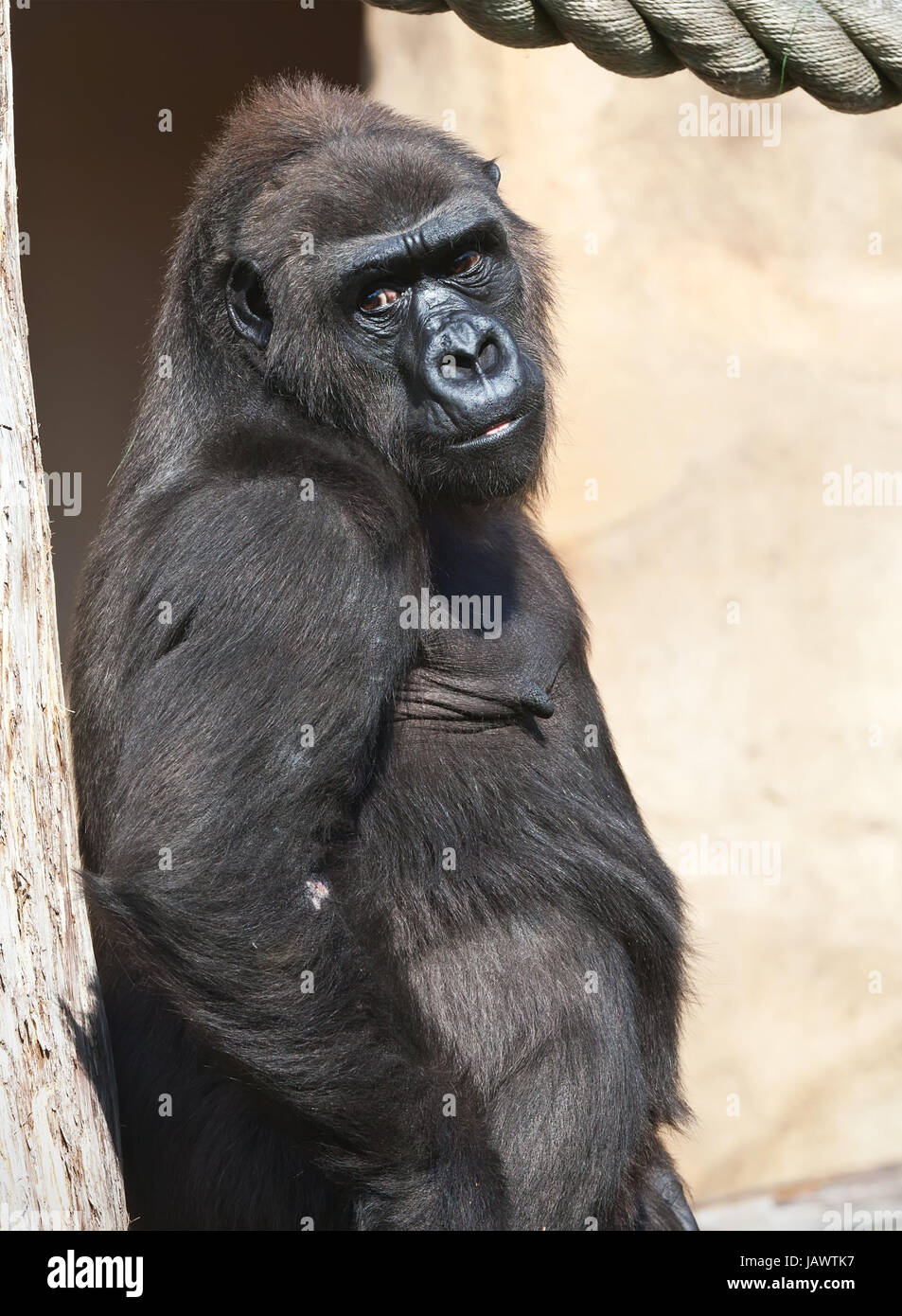 Sideview gorilla hi-res stock photography and images - Alamy