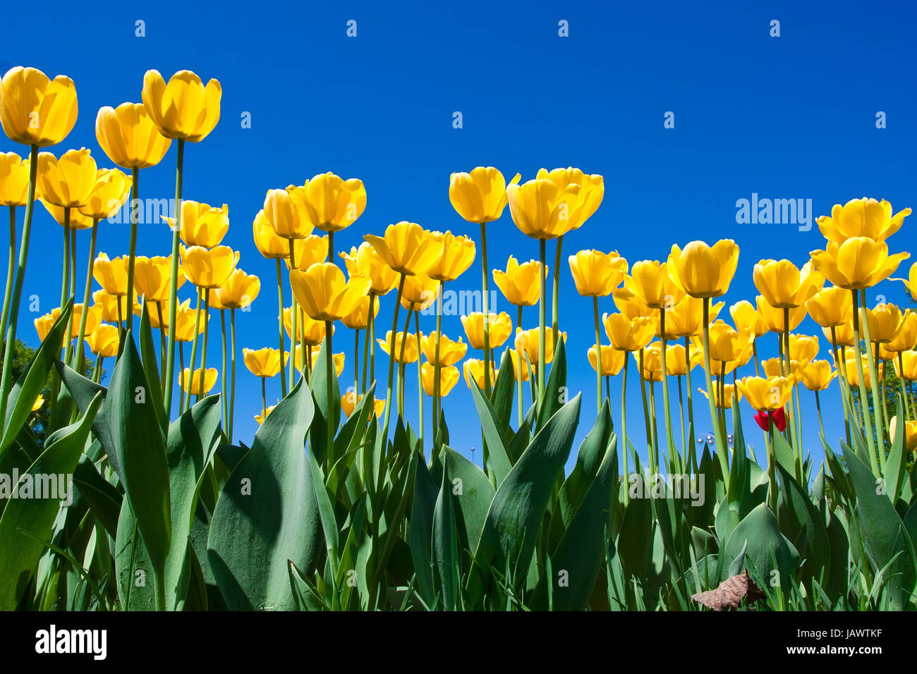 Beautiful colourful tulip flowers background in spring Stock Photo - Alamy