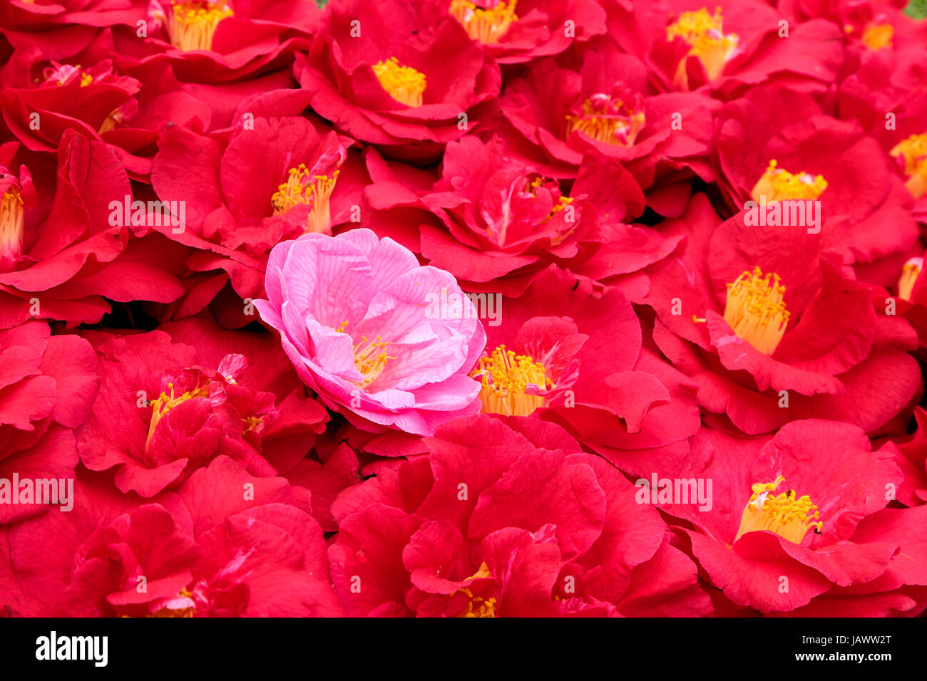 Pink camellia flower surround with red camellia Stock Photo - Alamy