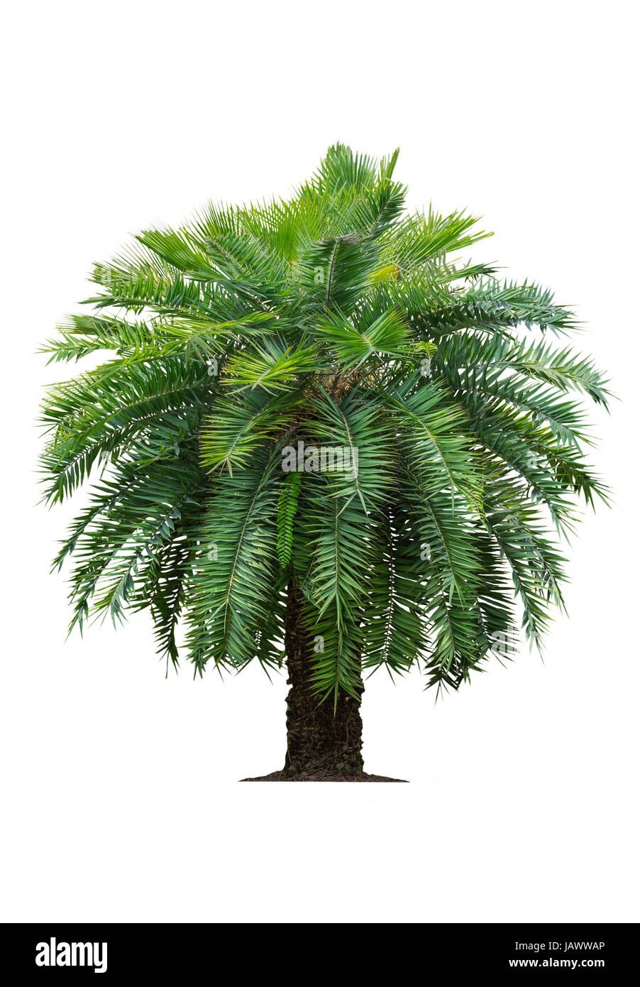 Tropical palm tree isolated on white background Stock Photo - Alamy