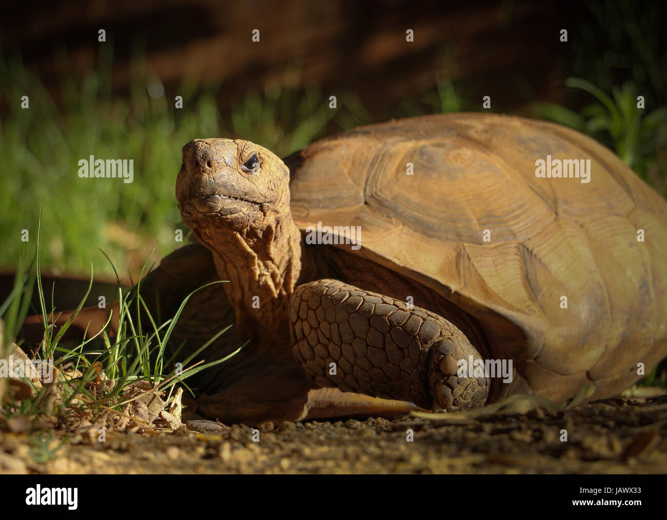 One California desert tortoise with raised head outside looking at ...