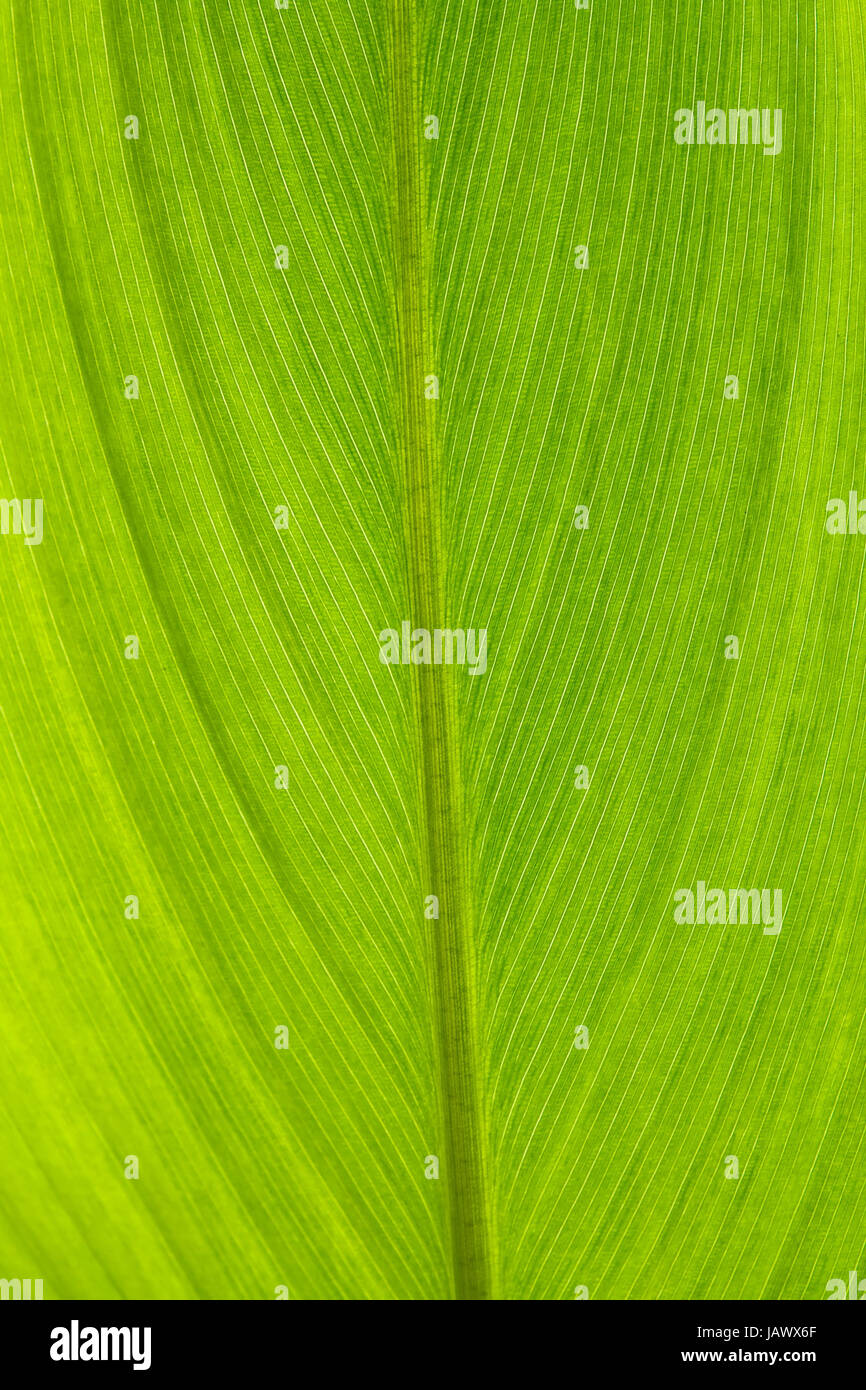 Texture of Stem Cell of Leaf surface Stock Photo - Alamy