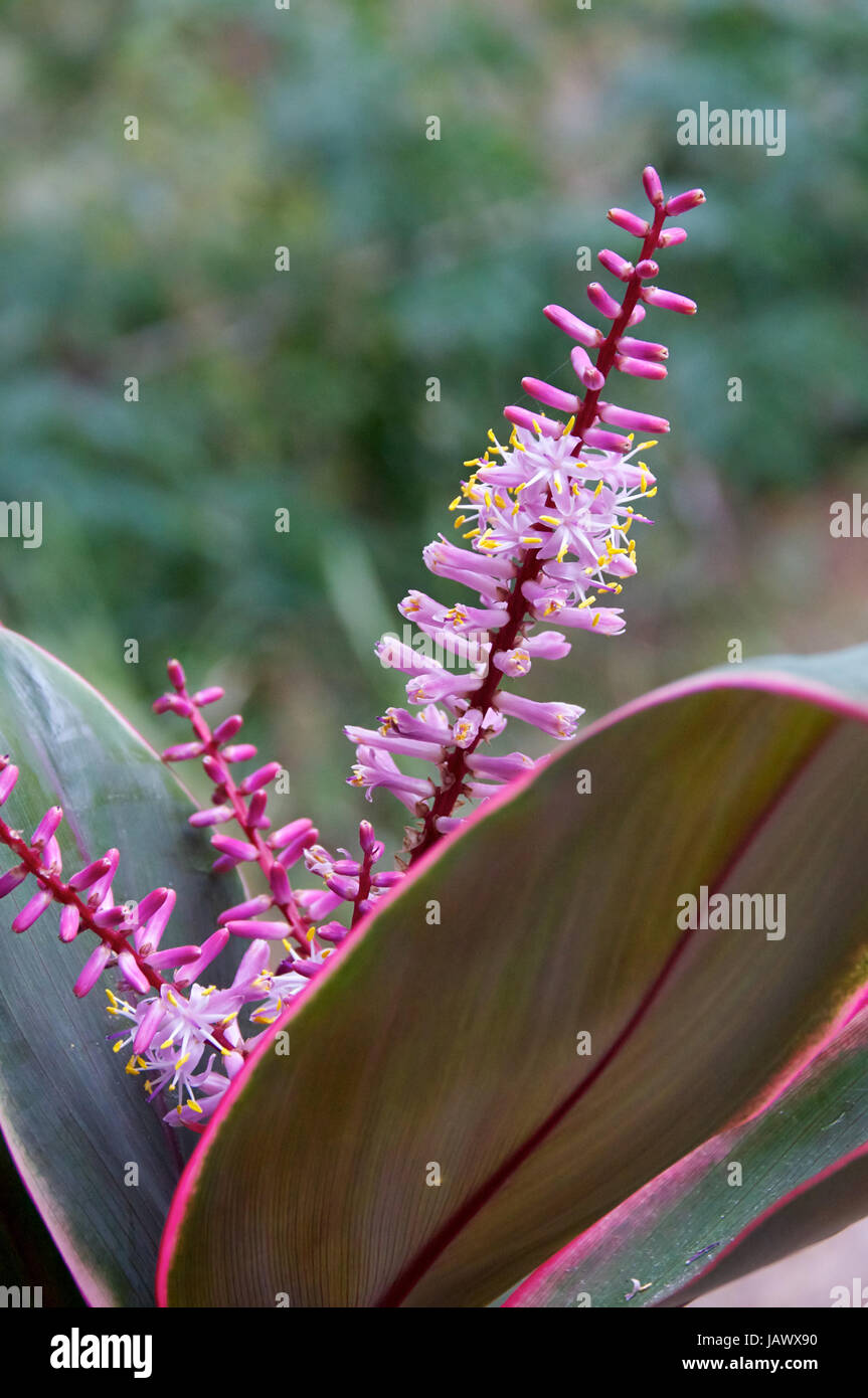 A large leafed bromeliad plant in bloom in tropical florida Stock Photo ...