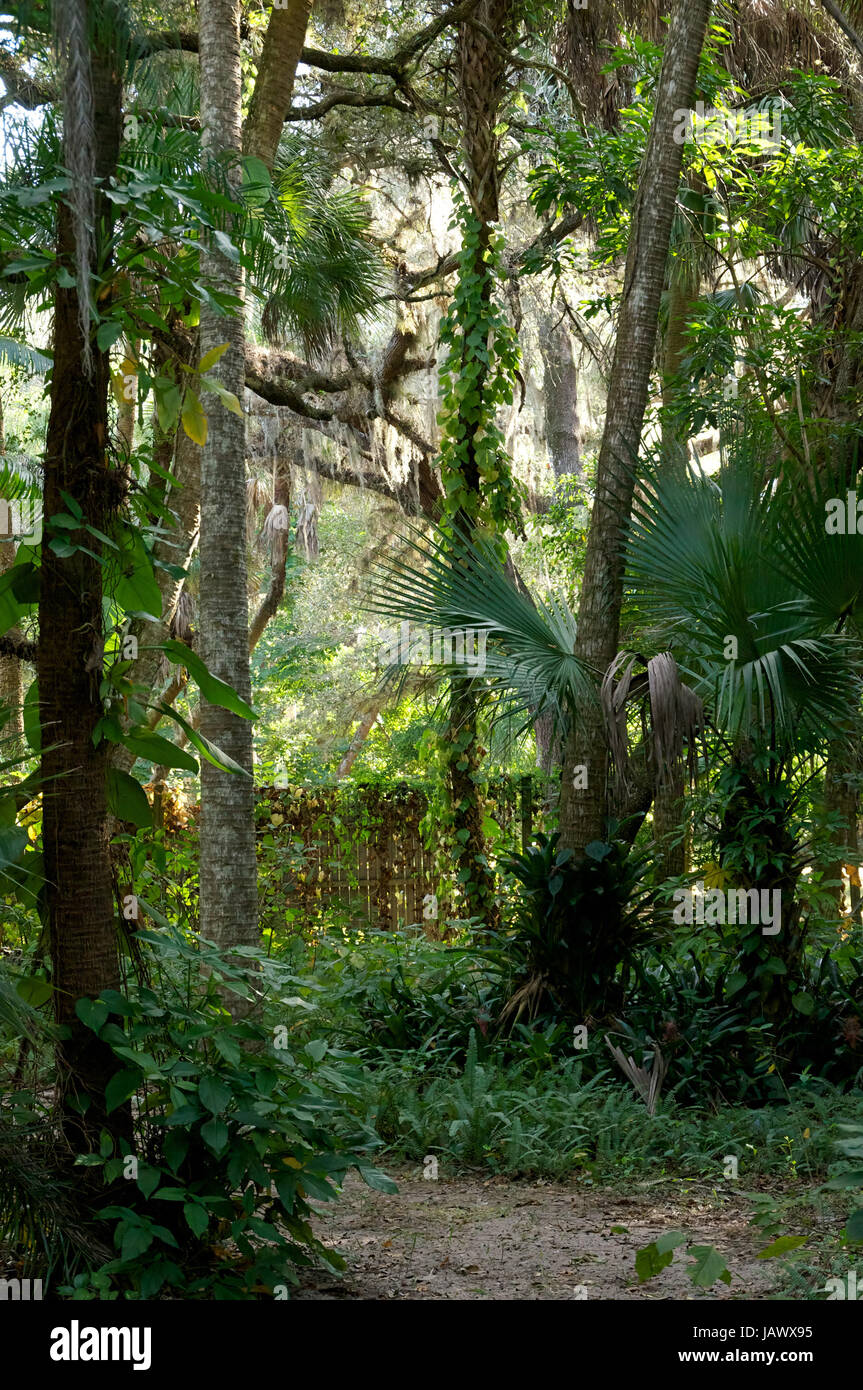 Lush vegetation fills this scene of a tropical florida natural pathway ...