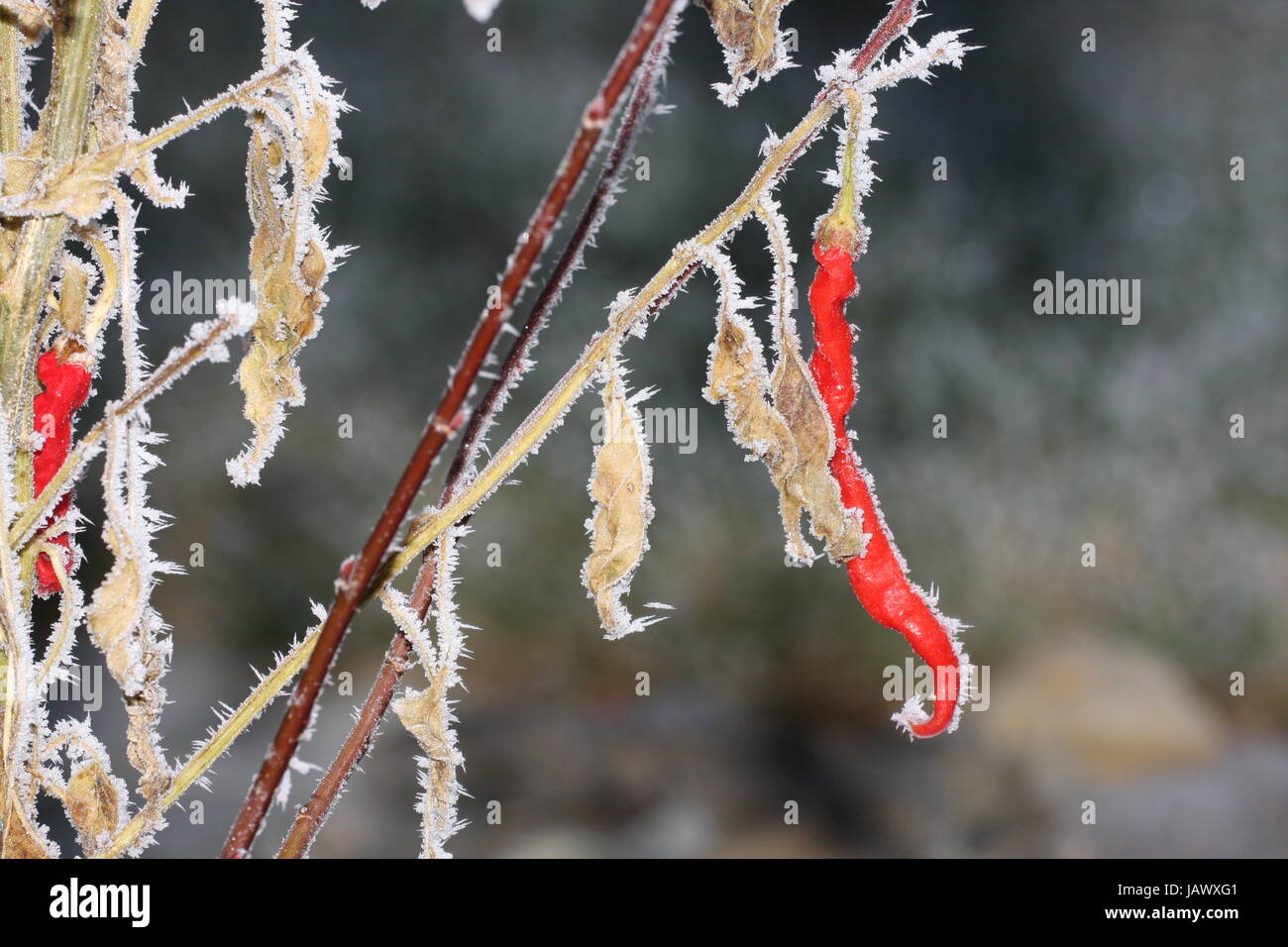 Red Cold Chili Pepper Stock Photo - Alamy