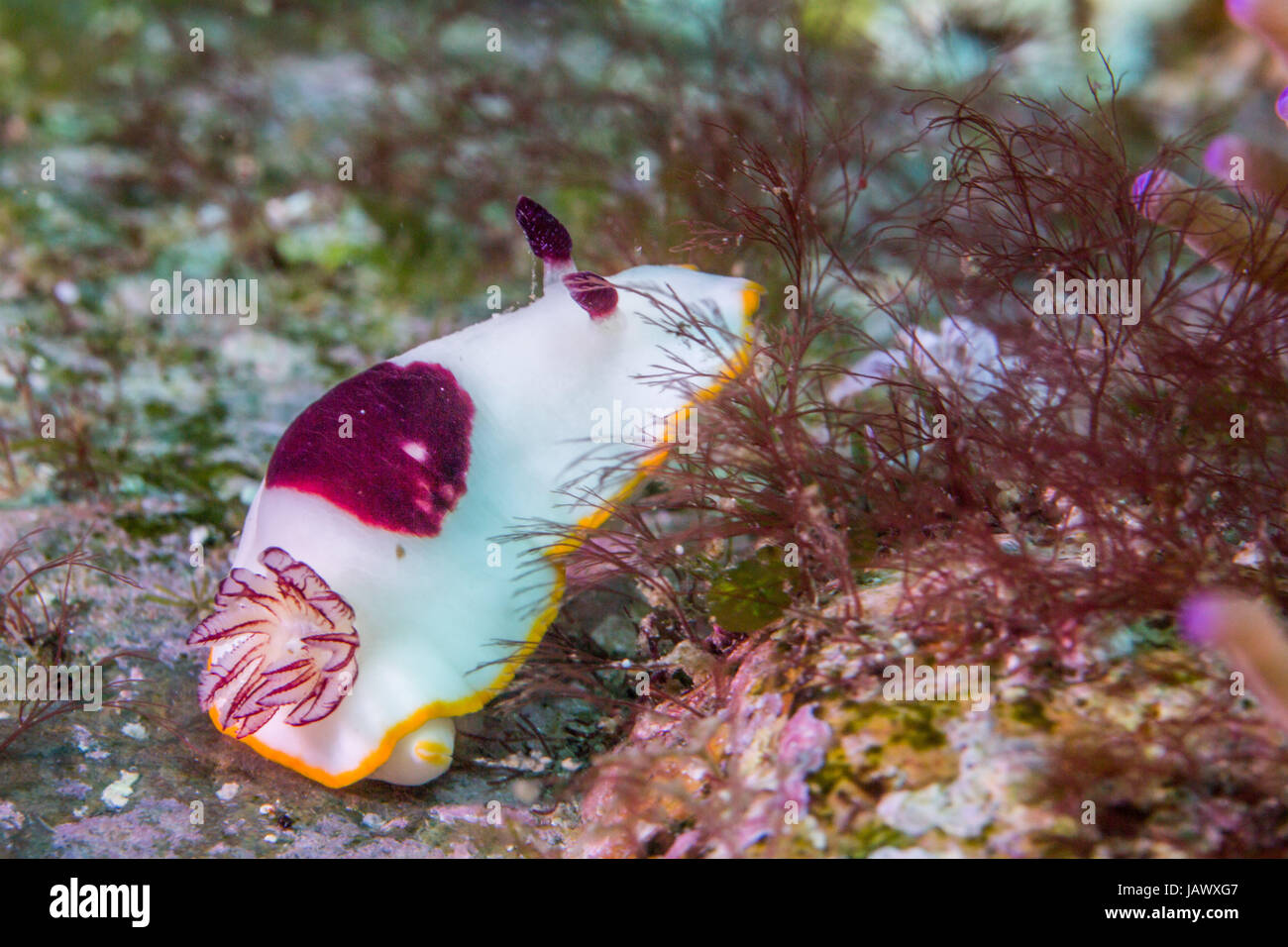nudibranch macro australia Stock Photo - Alamy