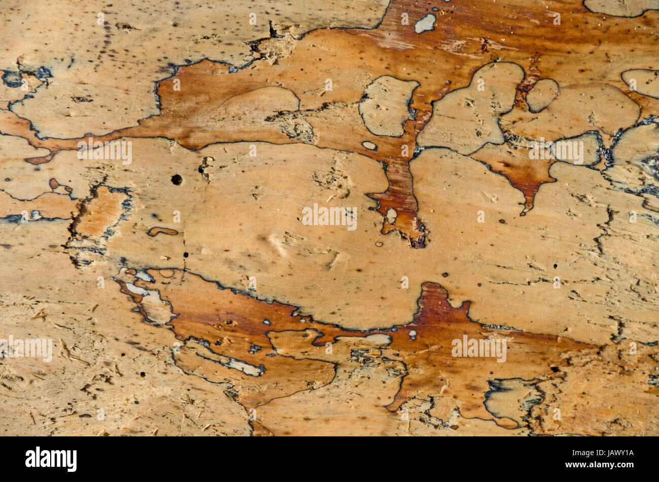 Close up on surface of a tree trunk left on the beach Stock Photo - Alamy