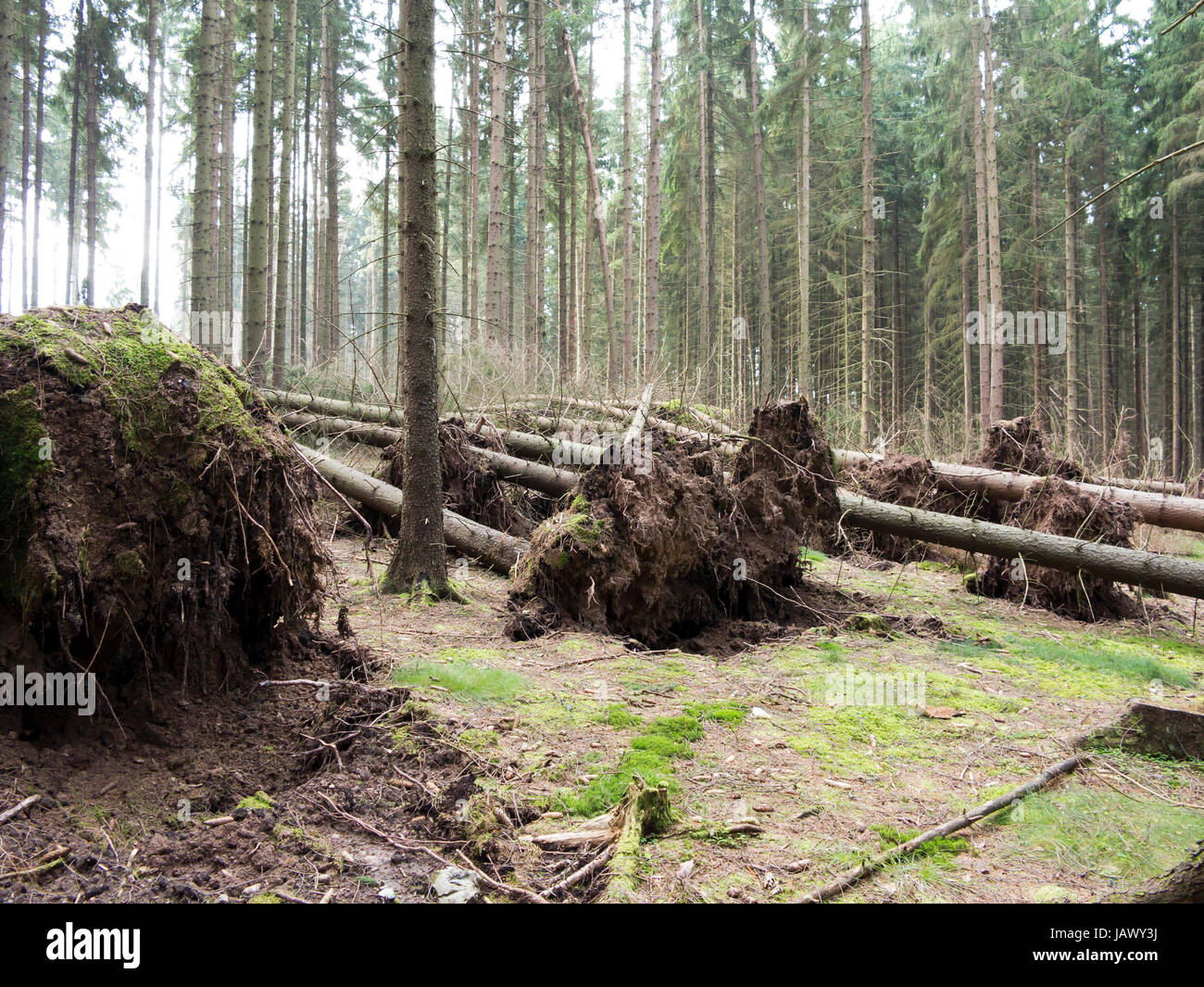 Blowdown tree hi-res stock photography and images - Alamy