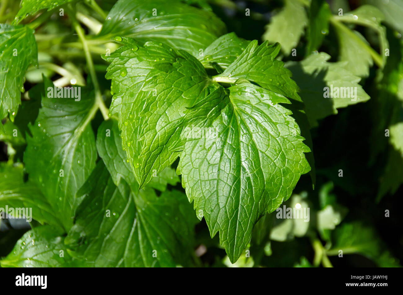 Close up of the leaves of the herb plant, catnip outside in sunshine ...