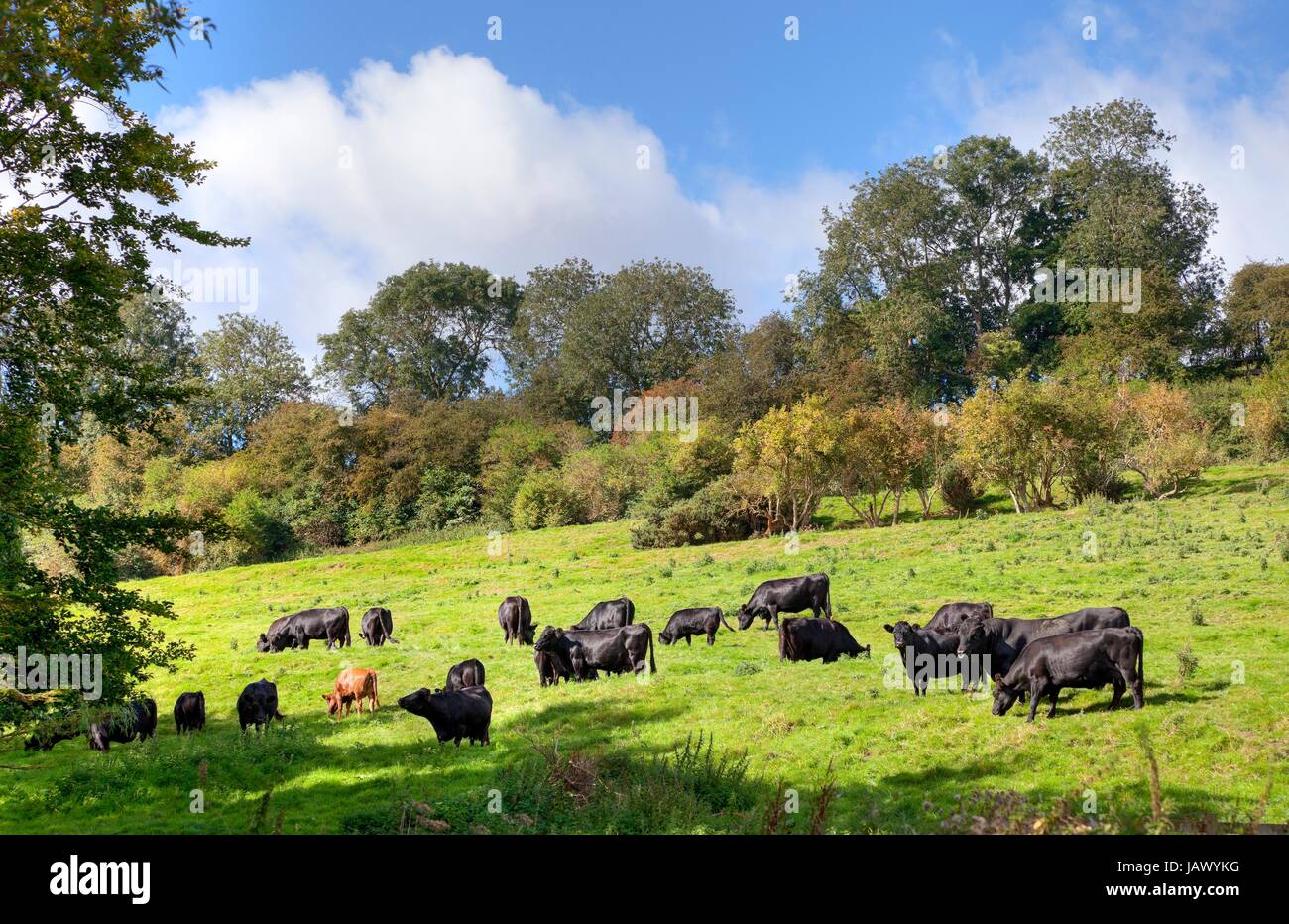 Black cows grazing near the Cotswold village of Compton Scorpion ...