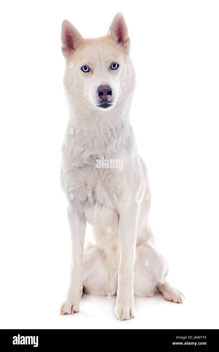 portrait of a beautiful purebred siberian husky Stock Photo - Alamy