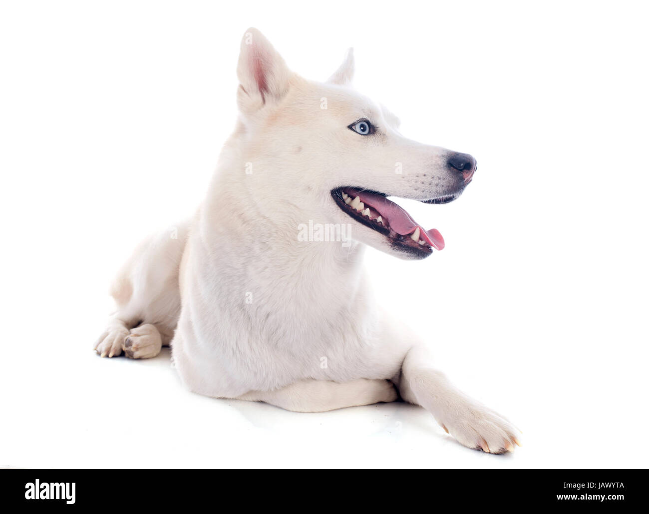portrait of a beautiful purebred siberian husky Stock Photo - Alamy
