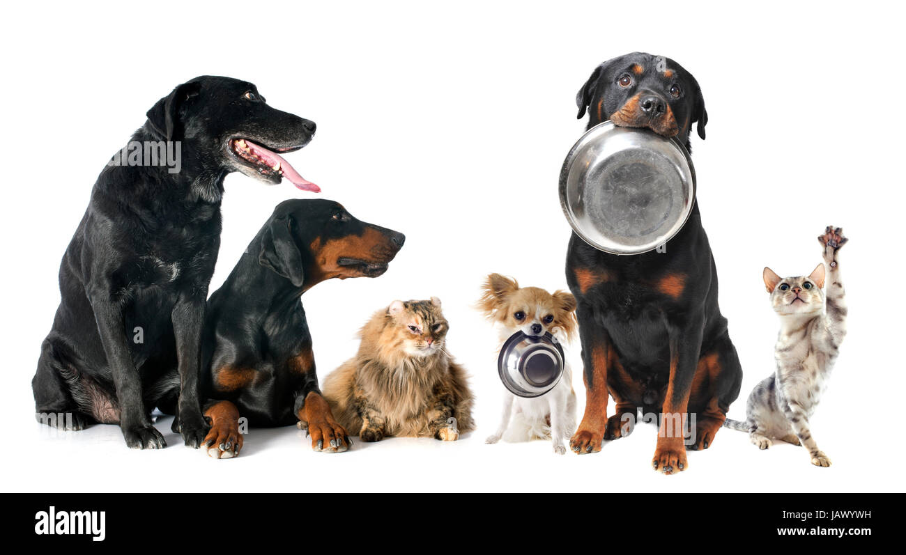 hungry pets in front of a white background Stock Photo - Alamy