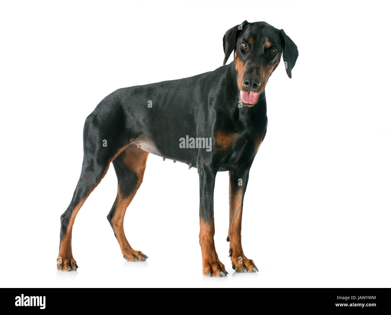 doberman pinscher in front of white background Stock Photo - Alamy
