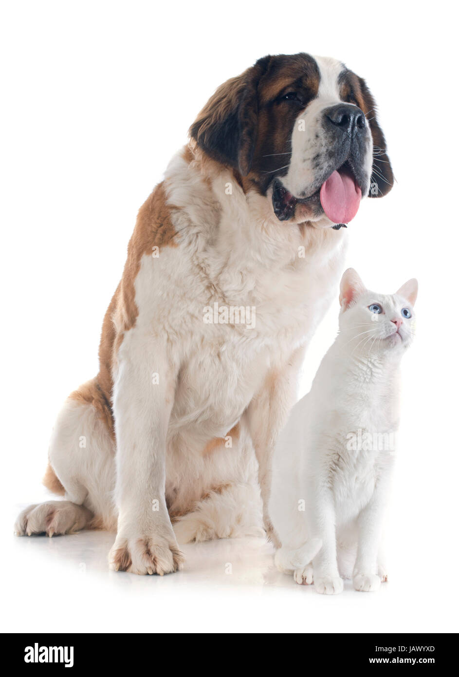 portrait of a purebred Saint Bernard and cat in a studio Stock Photo ...