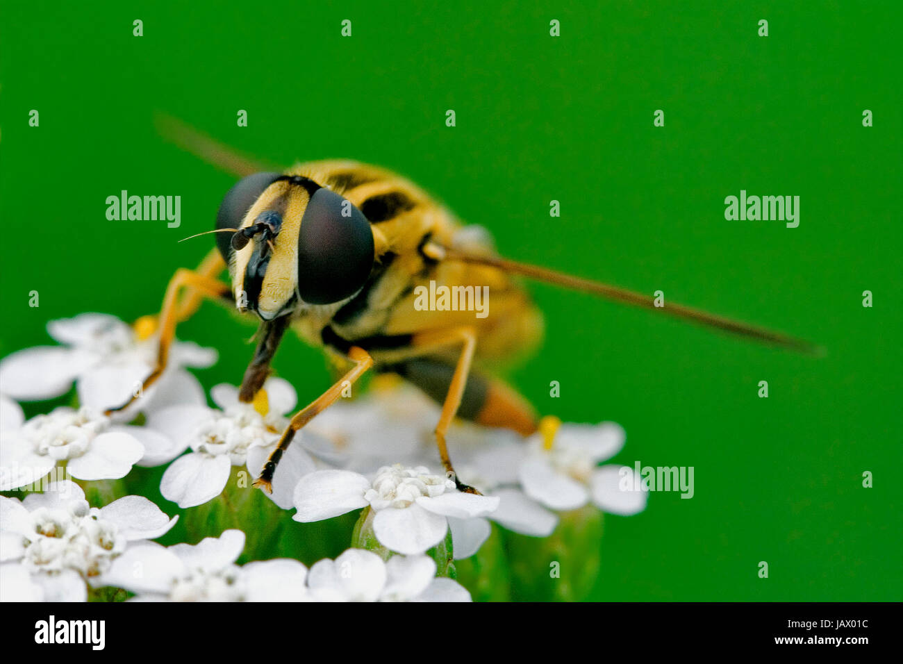 Diptera syrphidae hi-res stock photography and images - Alamy