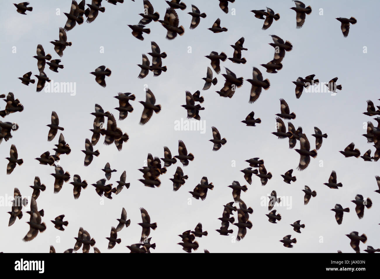 FLOCKING BEHAVIOR IN BIRDS IN EVENING Stock Photo - Alamy