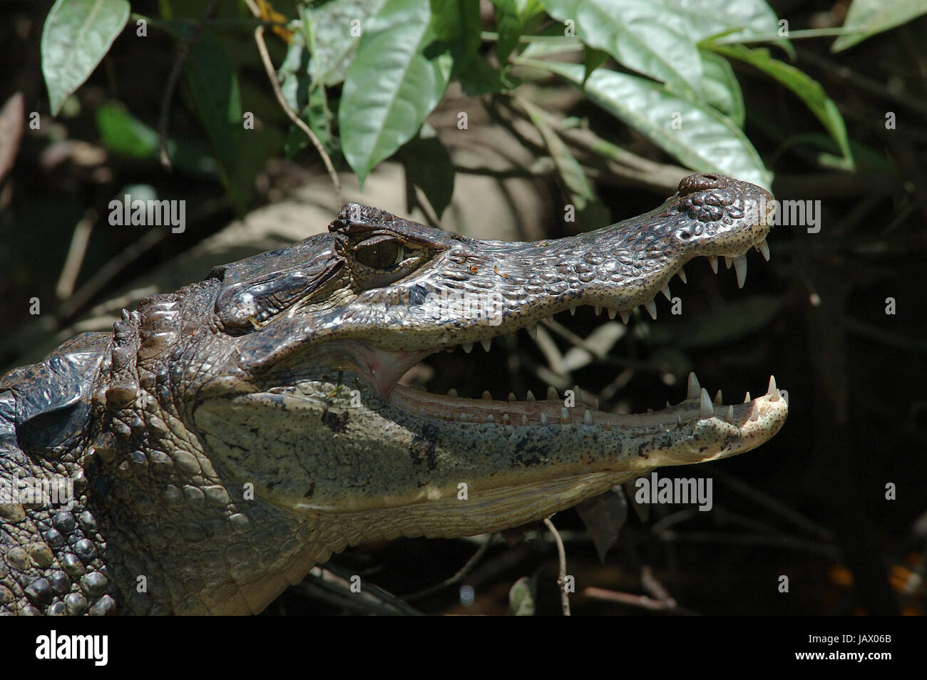 Caimano hi-res stock photography and images - Alamy