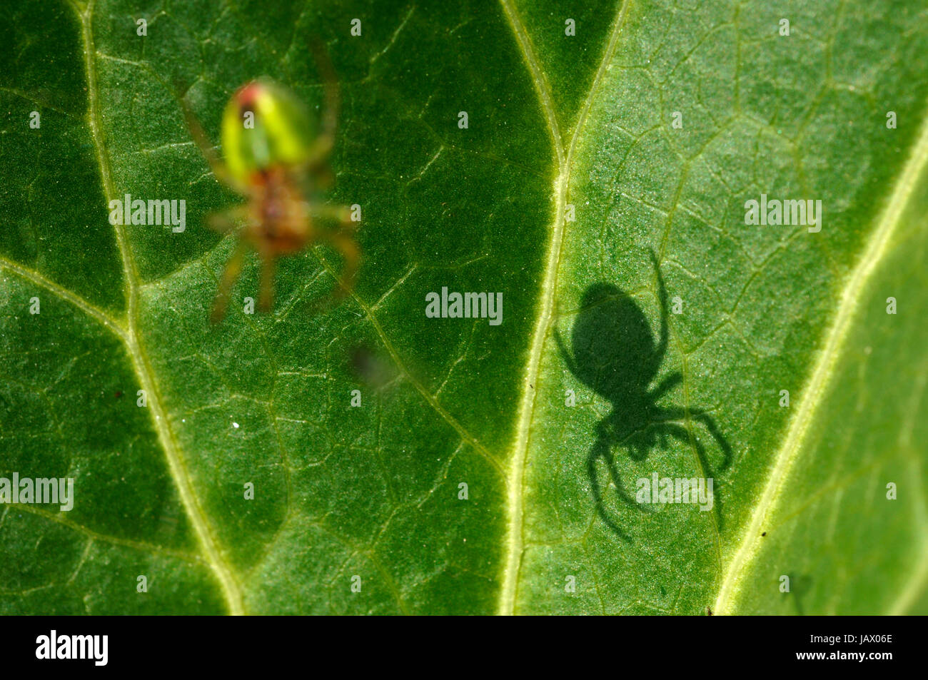 Ragno ragno hi-res stock photography and images - Alamy