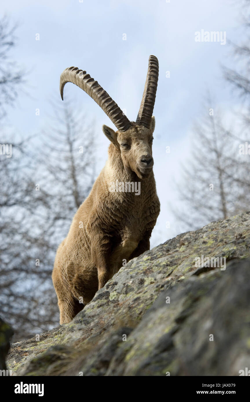 Capra ibex maschio hi-res stock photography and images - Alamy