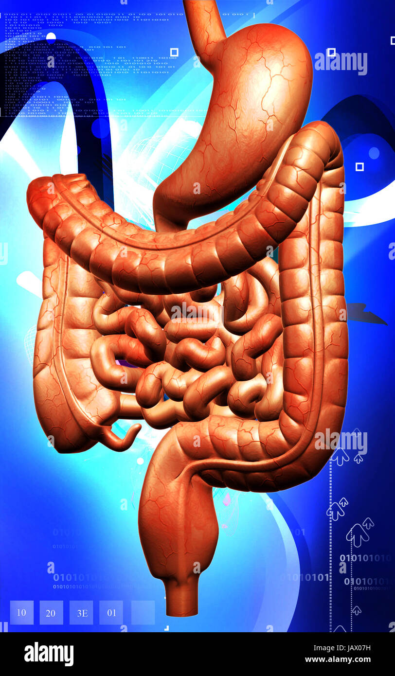 Human excretory system anatomy hi-res stock photography and images - Alamy
