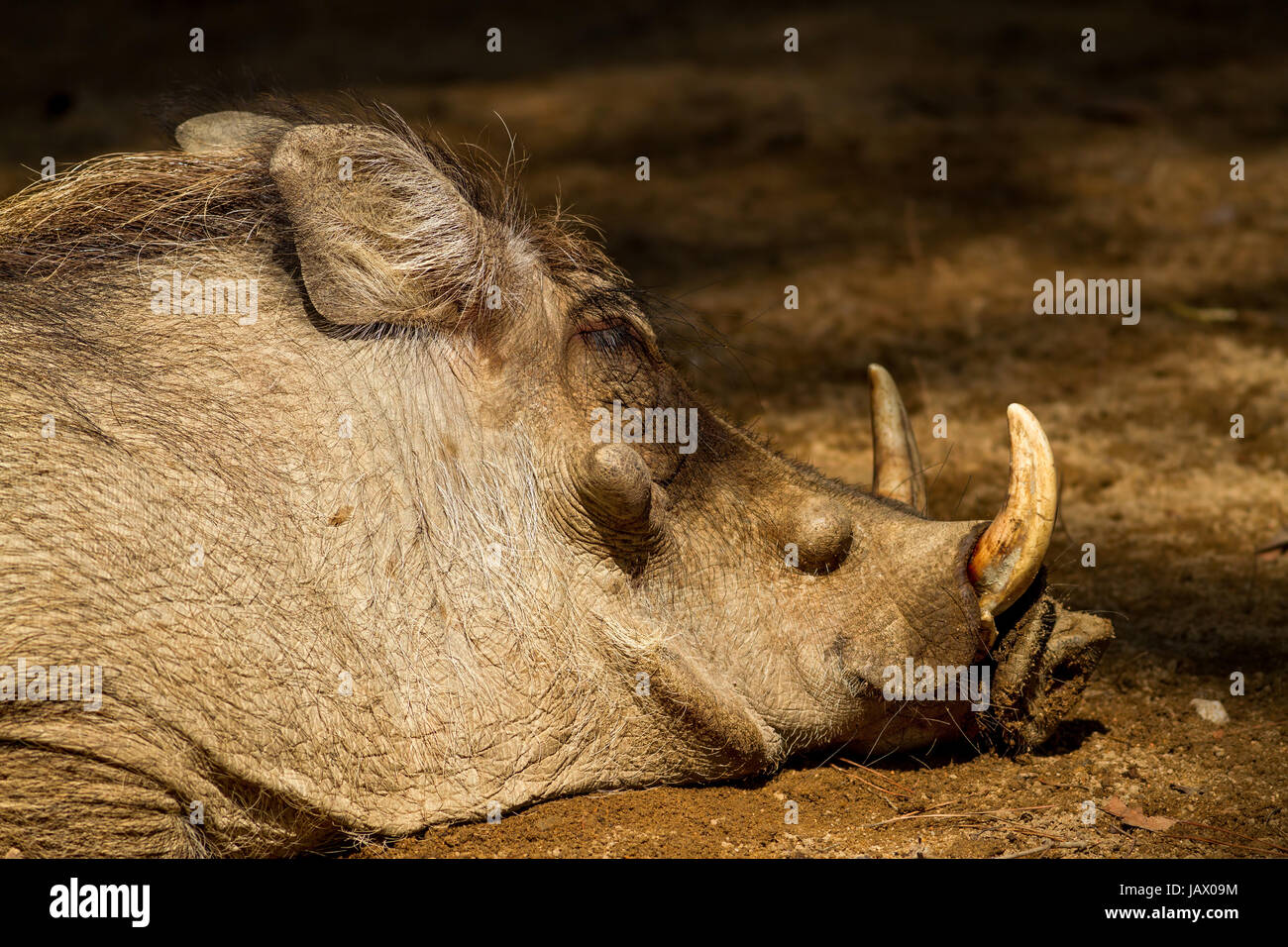 Male warthog in the zoo Stock Photo - Alamy