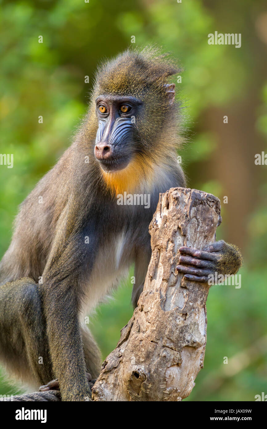 Portrait of a young Mandrill Stock Photo - Alamy