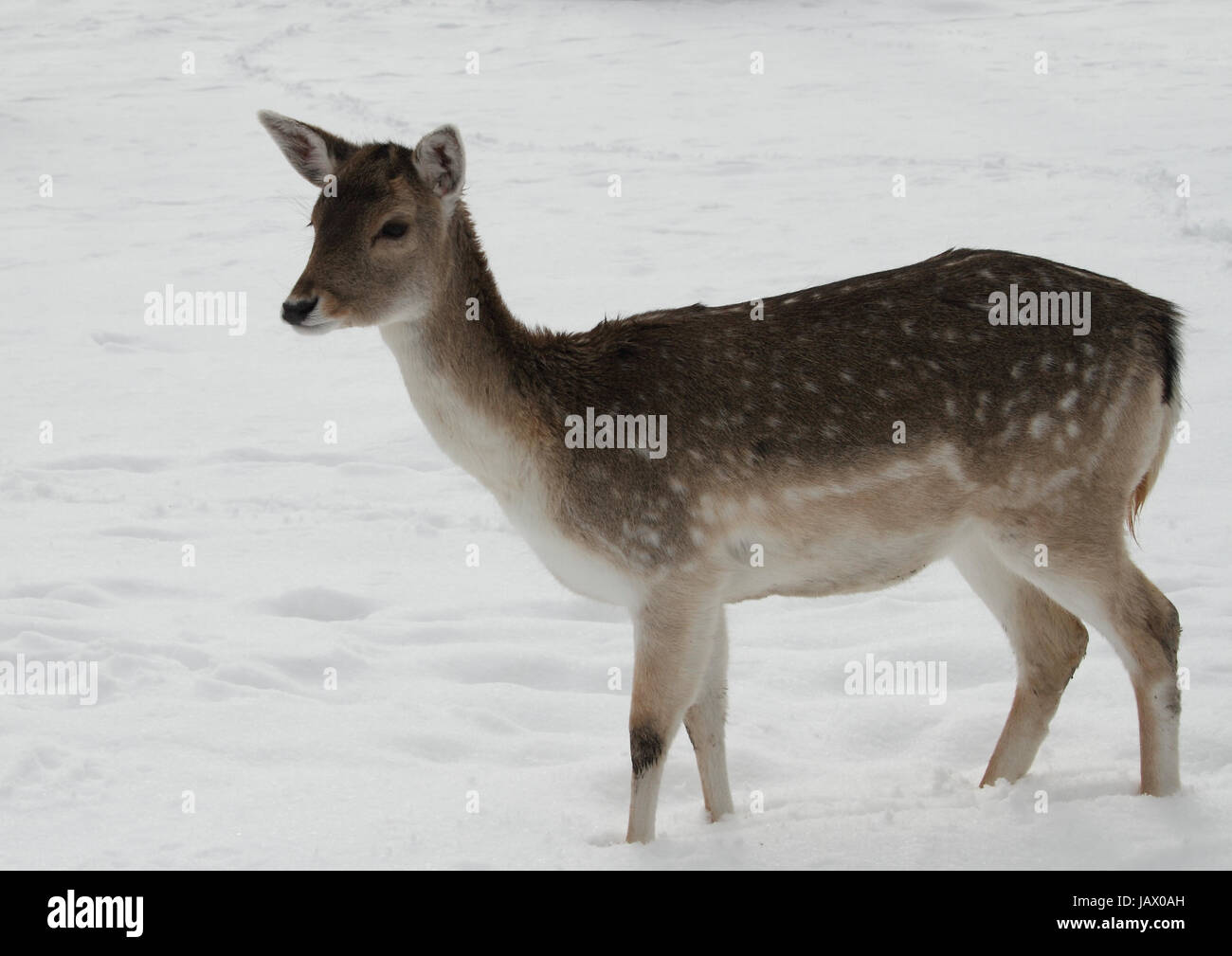 weibliches Damwild im Schnee Stock Photo - Alamy