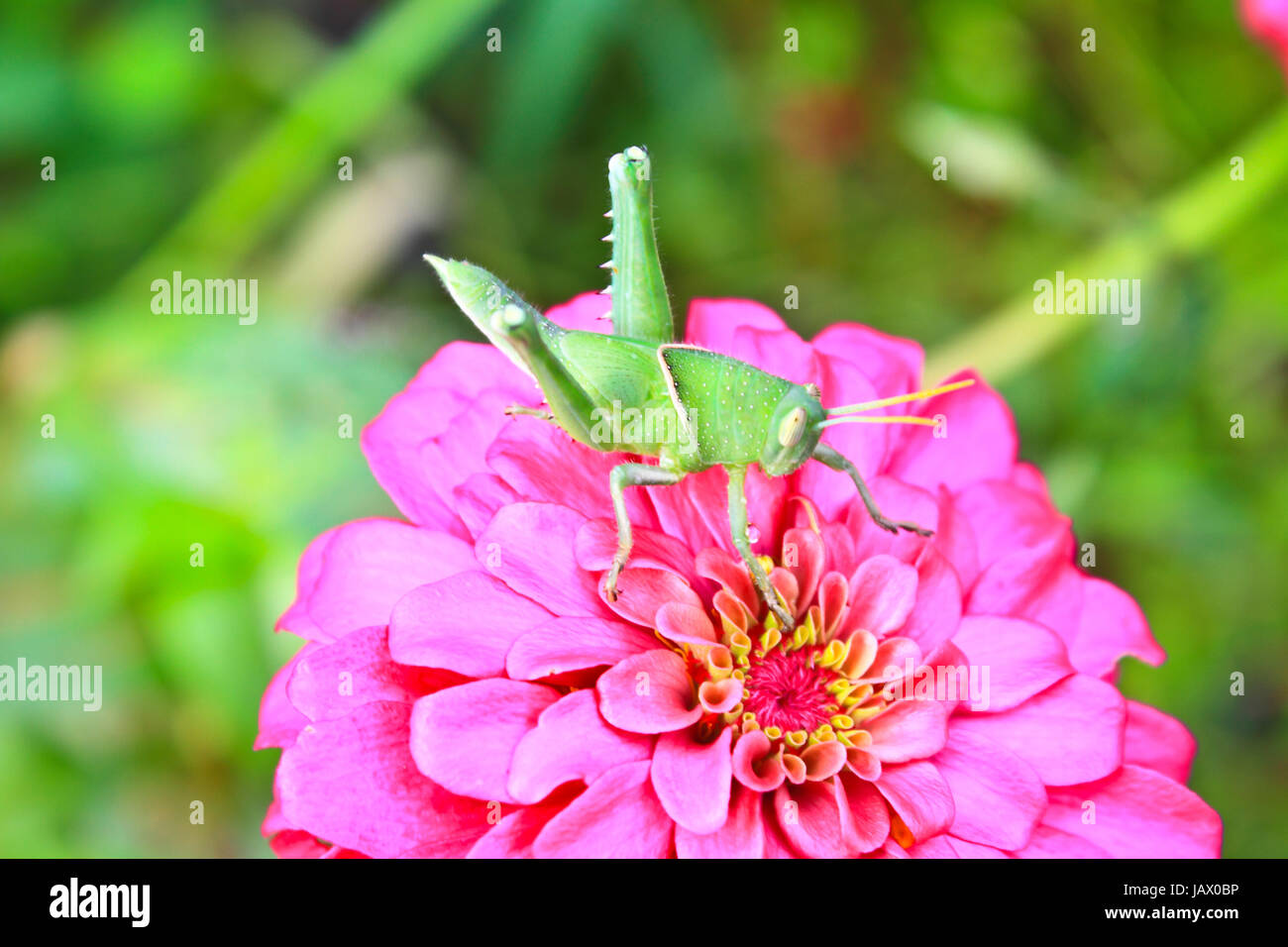 Grasshopper on pink zinnia hi-res stock photography and images - Alamy
