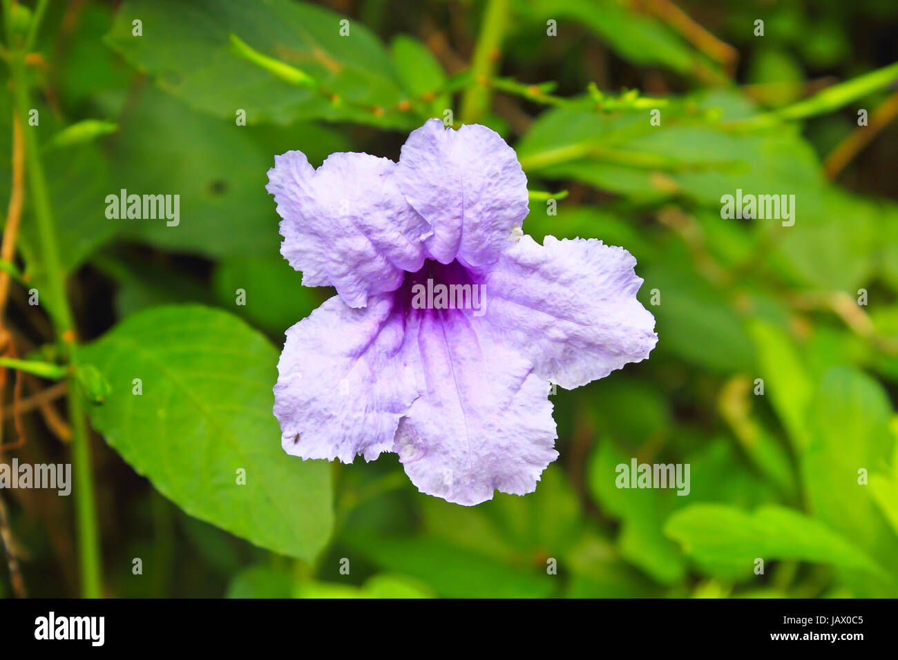 Ruellia tuberosa flower blooming, purple flower Ruellia tuberose ...