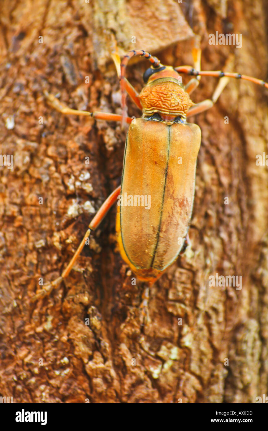 Long Horned Beetle on tree, Megopsis sp. in nature Stock Photo - Alamy
