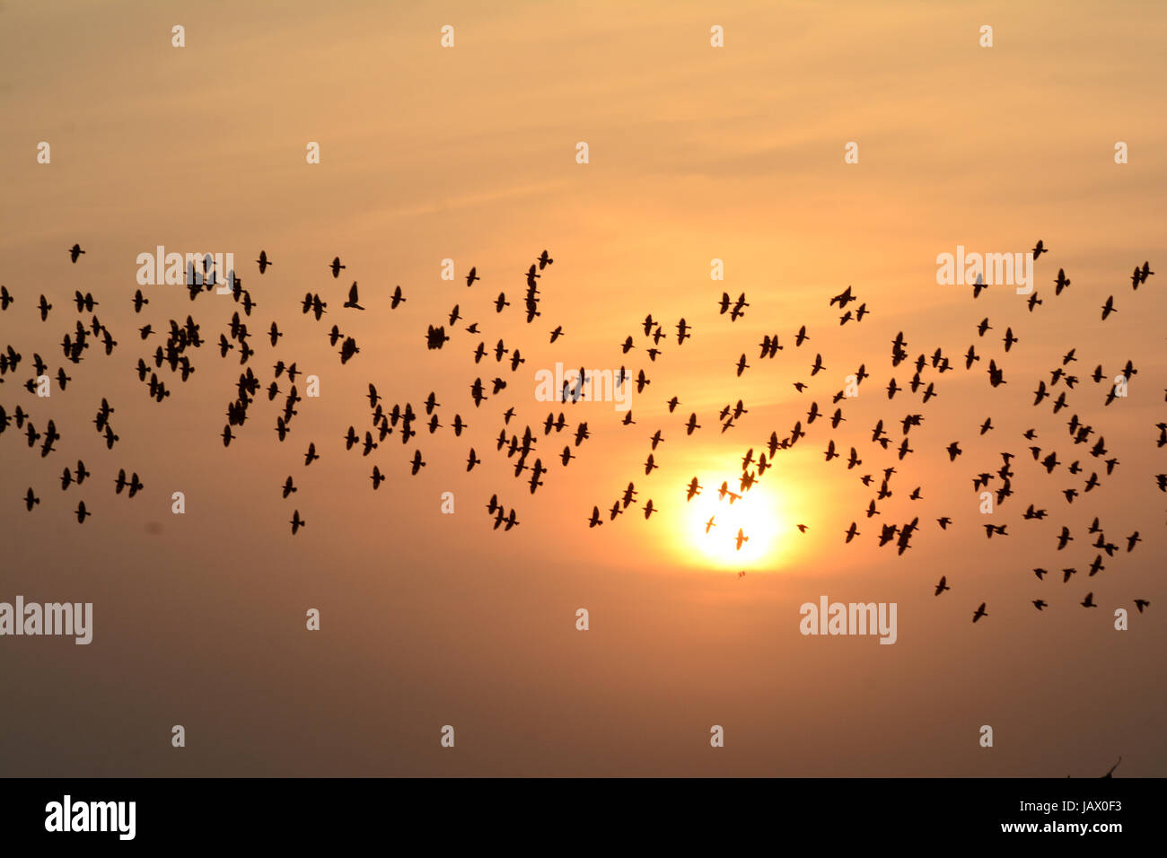 FLOCKING BEHAVIOR IN BIRDS IN EVENING Stock Photo - Alamy