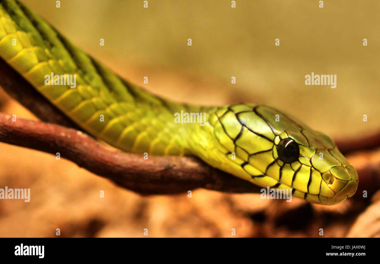 Pale snake hi-res stock photography and images - Alamy