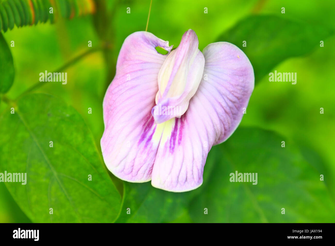 Pea flower or butterfly pea, flora in nature Stock Photo - Alamy