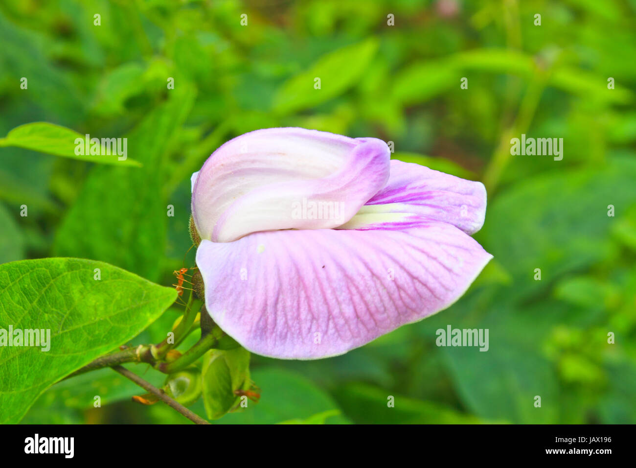 Pea flower or butterfly pea, flora in nature Stock Photo - Alamy