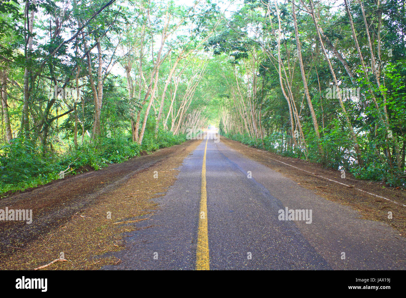 road under green tree tunnel in park Stock Photo - Alamy