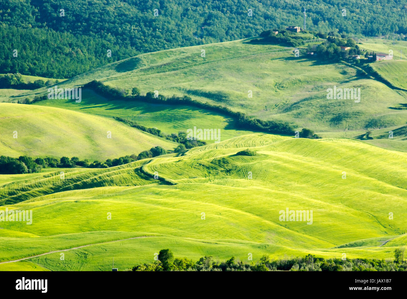 Summer day in tuscan forest hi-res stock photography and images - Alamy