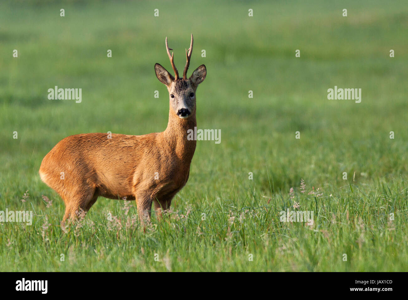 the buck deer in the wild,in the clearing Stock Photo - Alamy
