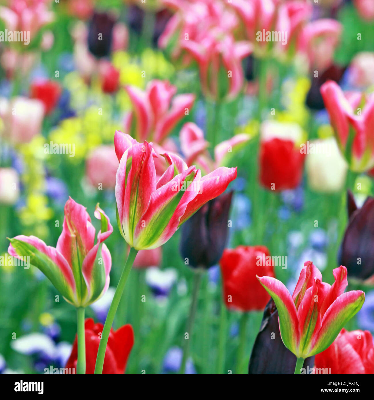 Pink colour hi-res stock photography and images - Alamy