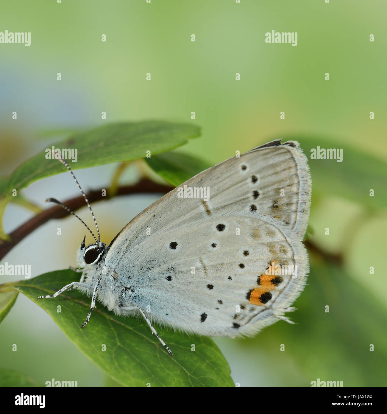 Kurzschwanziger hi-res stock photography and images - Alamy