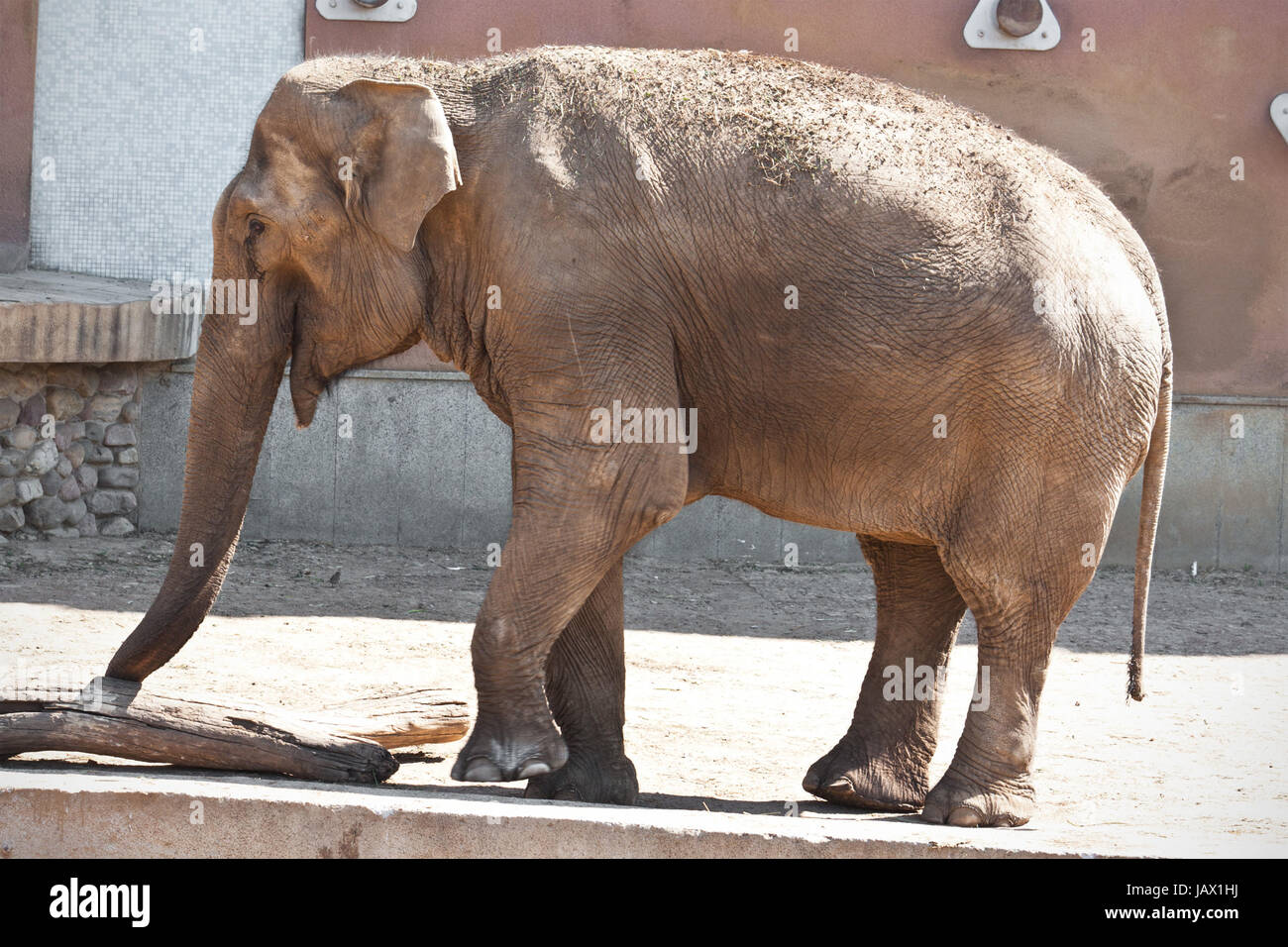 Beautiful photo of huge gray elephant walking in zoo Stock Photo - Alamy