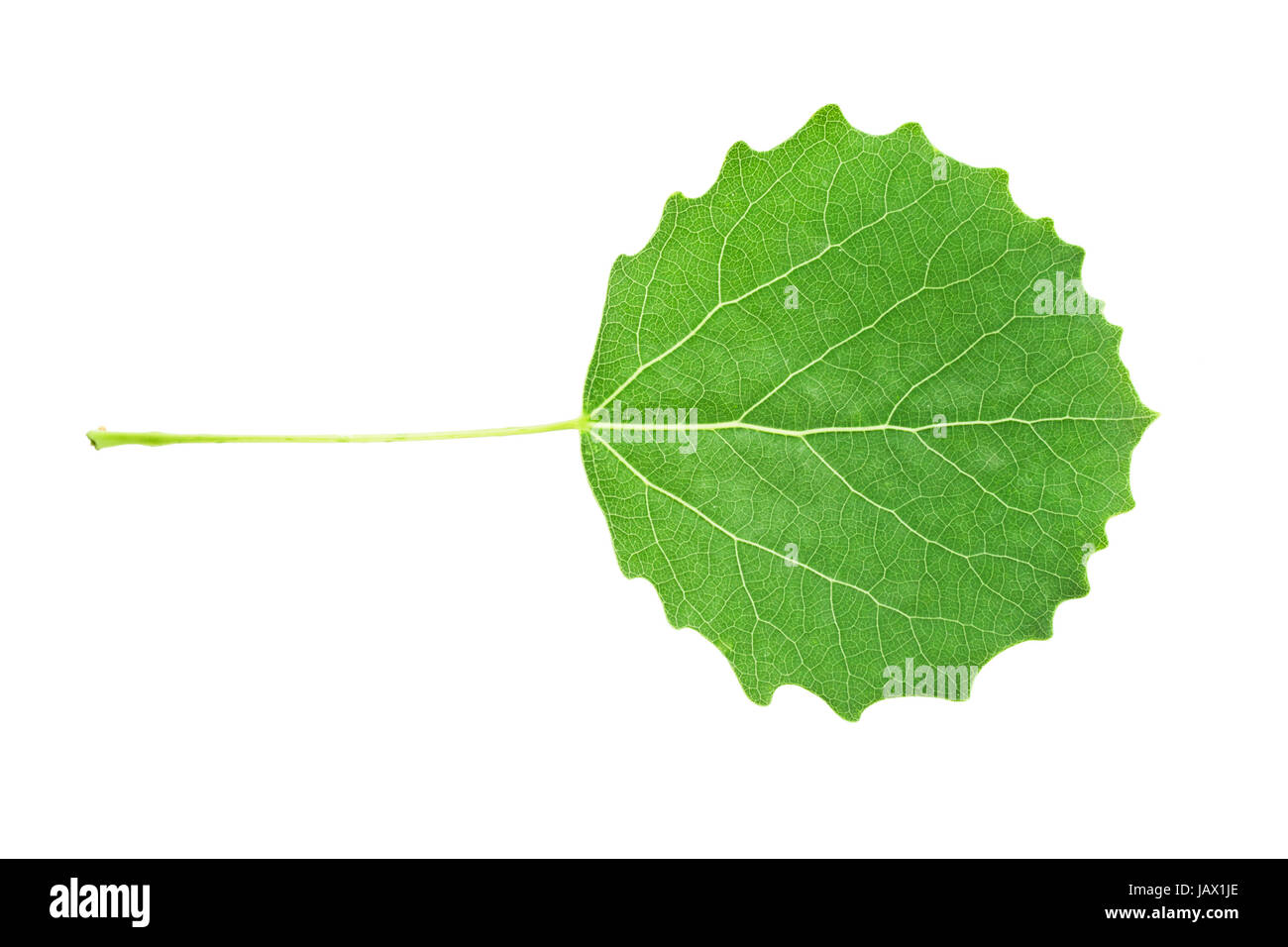 Beautiful macro photo of aspen leaf, isolated on white background Stock ...