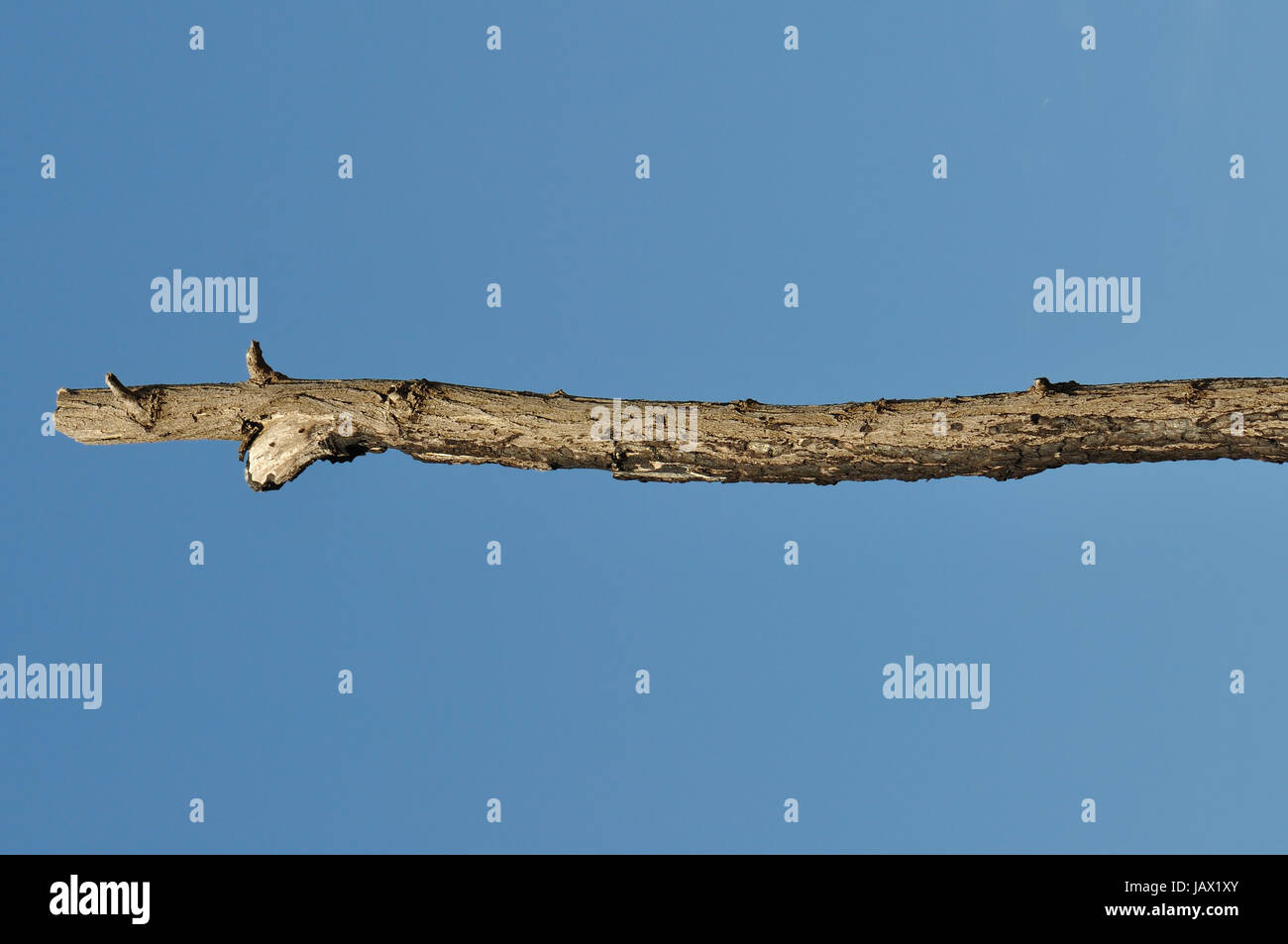 Wooden stick against blue sky background. Leafless tree branch detail ...