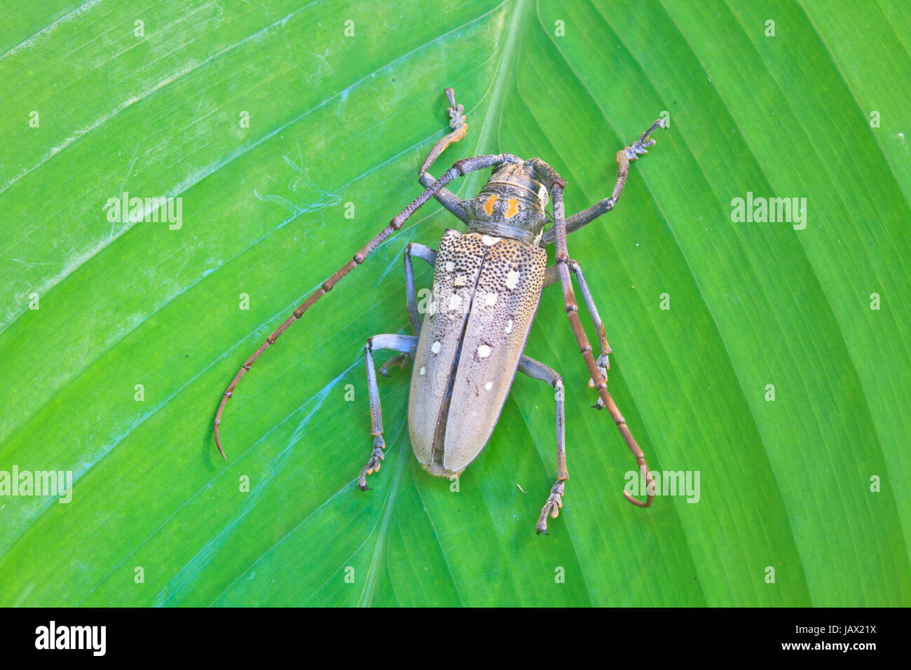 insect on leaf from Thailand, longhorn beetle in Genus Batocera ...