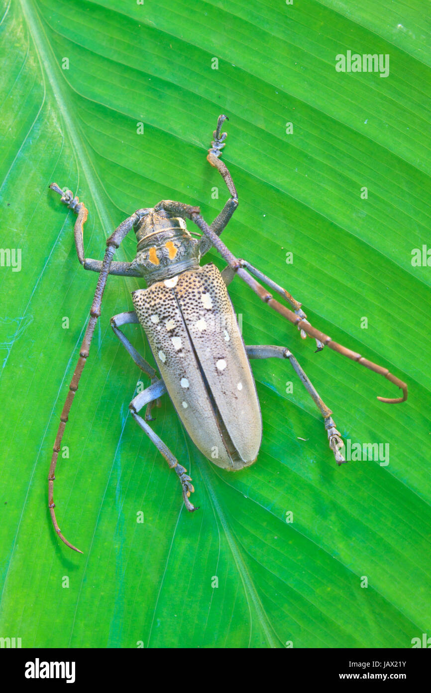 insect on leaf from Thailand, longhorn beetle in Genus Batocera ...