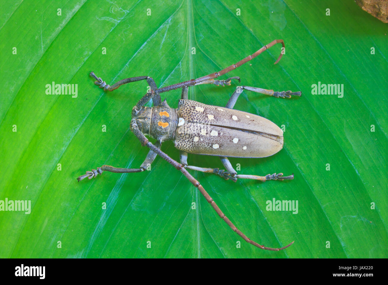 insect on leaf from Thailand, longhorn beetle in Genus Batocera ...